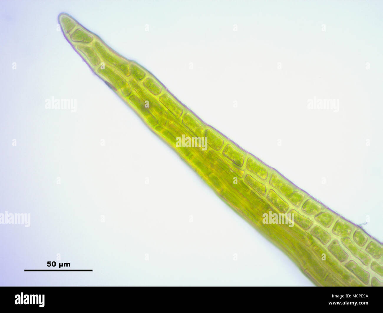 An image of the moss species Catoscopium nigritum, cataloged with ...