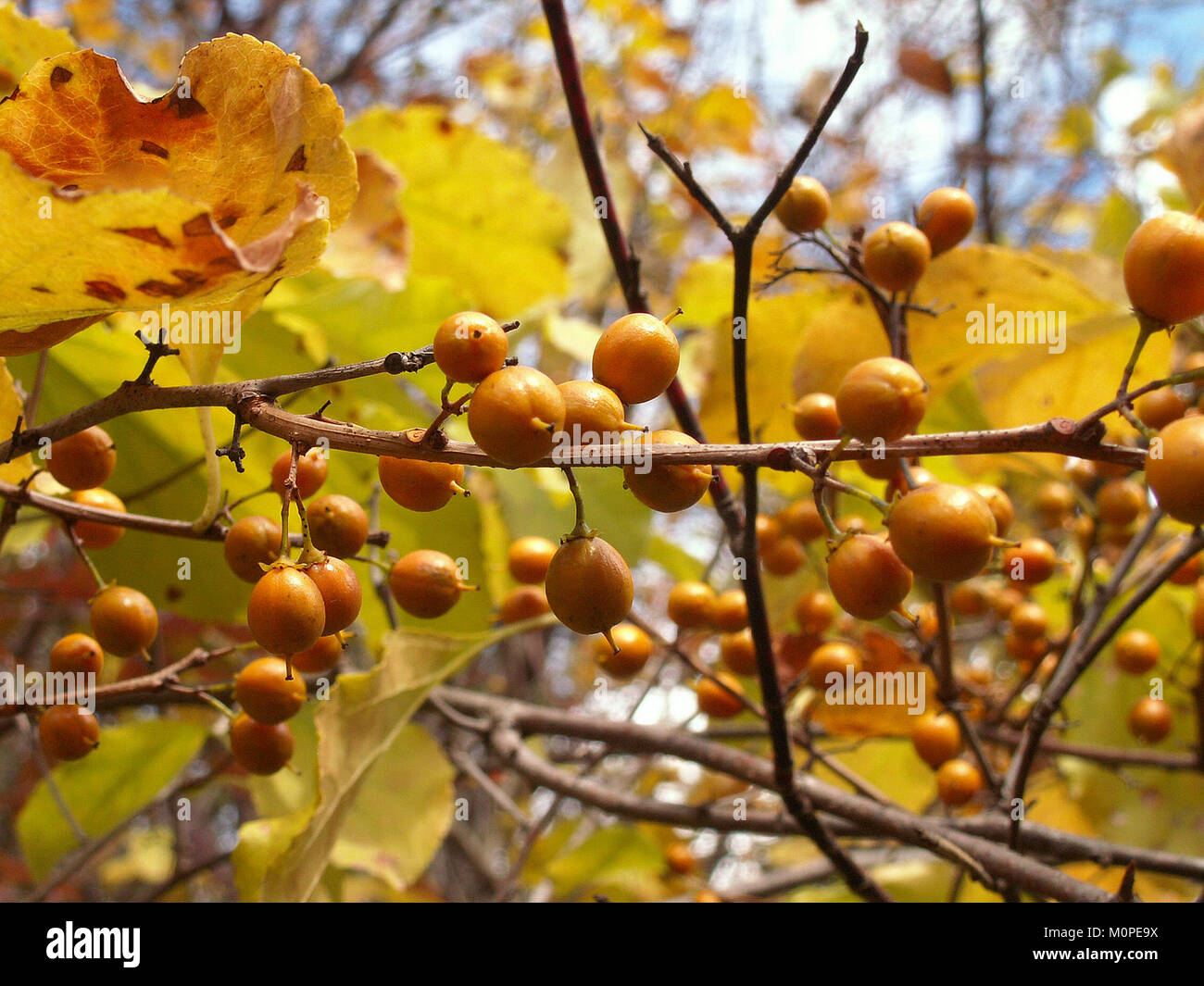 Celastrus orbiculatus, commonly known as the Oriental bittersweet, is a ...