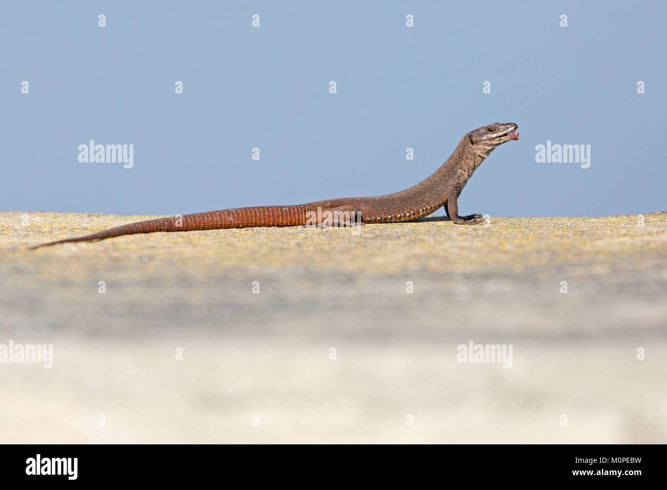 Sicily animal hi-res stock photography and images - Alamy