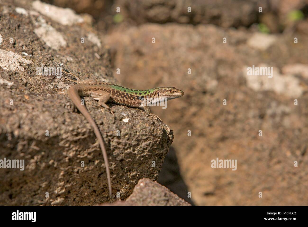 Italy,Sicily,Aeolian Islands,Lipari island,Lizard,(Podarsis sicula ...