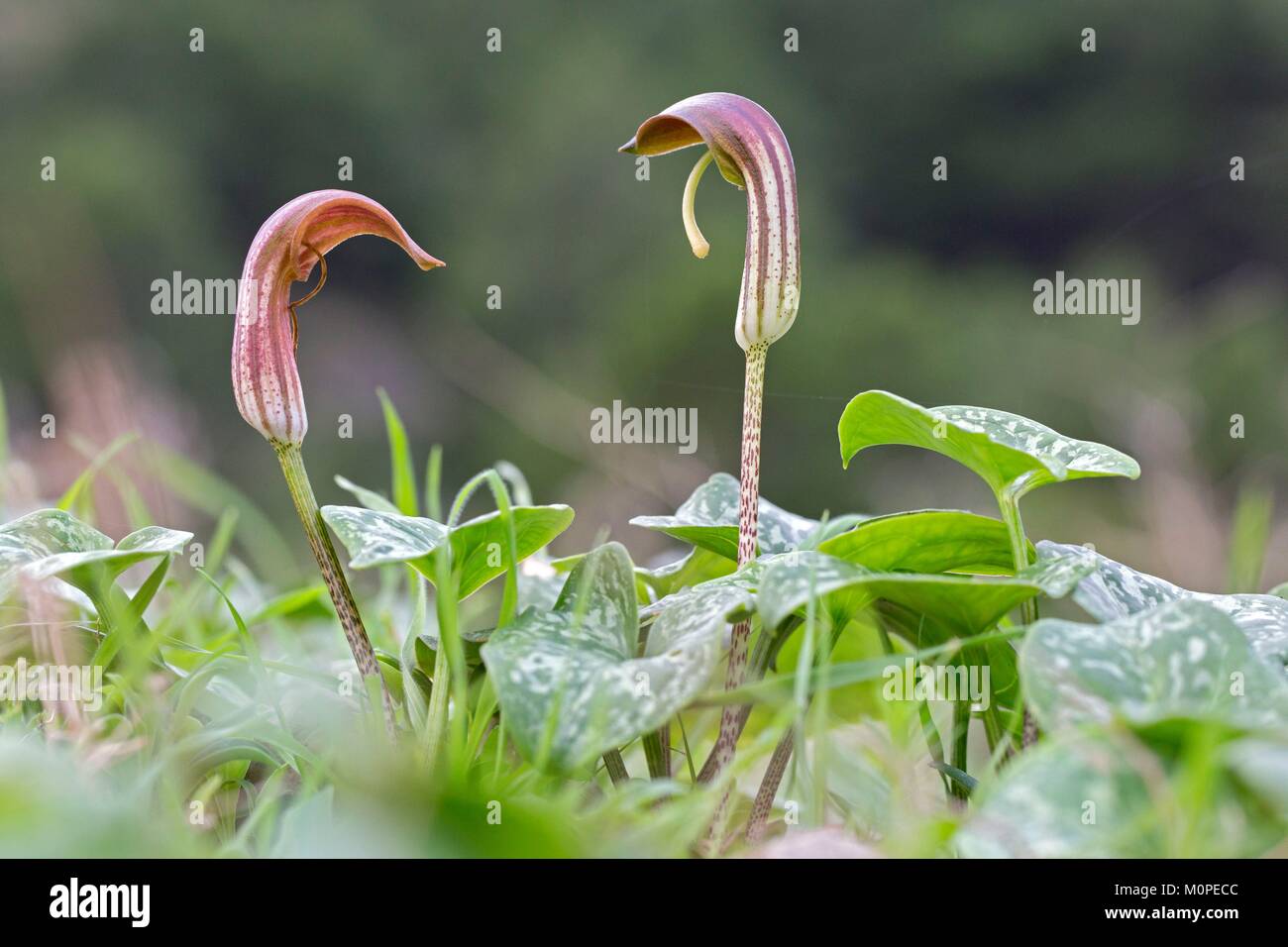 Italy,Sicily,Egadi Islands,Marettimo island,The mouse tail,Araceae ...