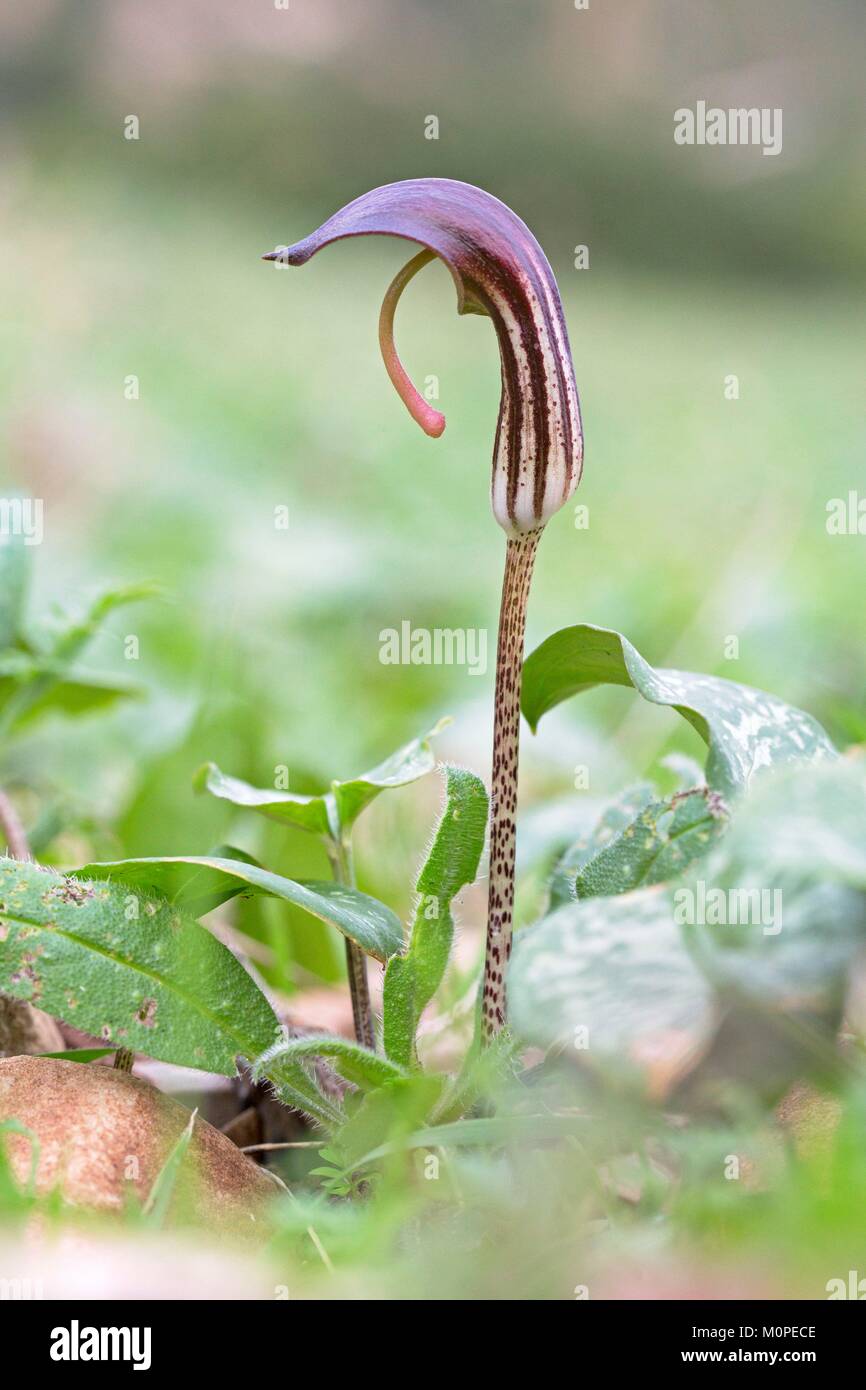 Italy,Sicily,Egadi Islands,Marettimo island,The mouse tail,Araceae ...