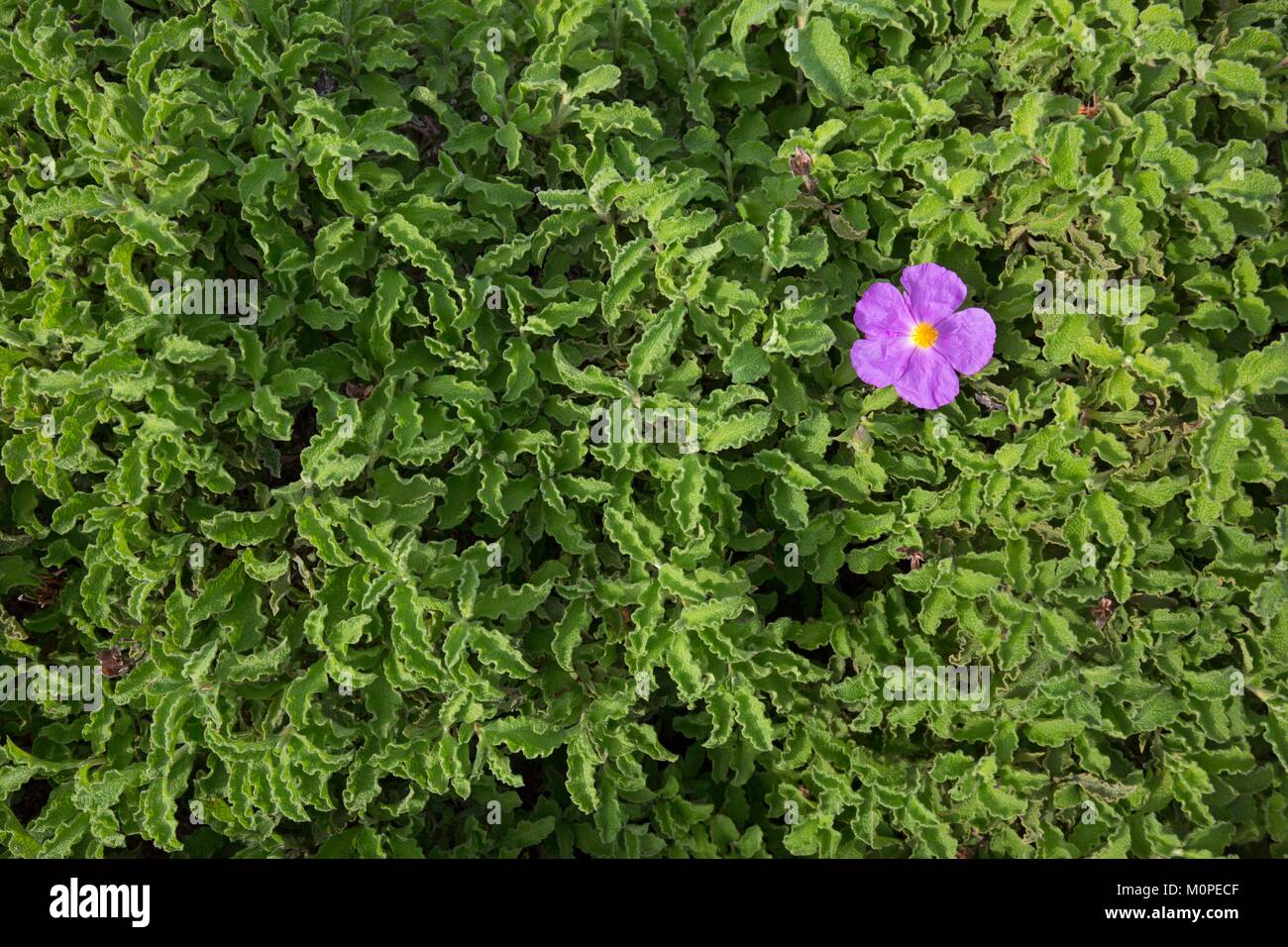 Italy,Sicily,Egadi Islands,Marettimo island,flower,rockrose Stock Photo ...