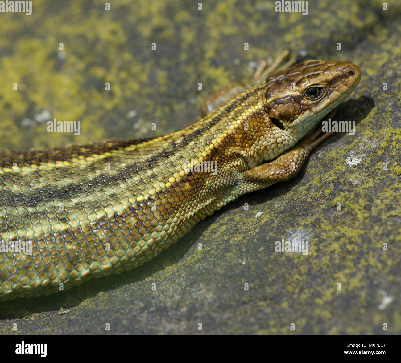 Gravid Female Common or Viviparous lizard basking on a rock in the Peak ...