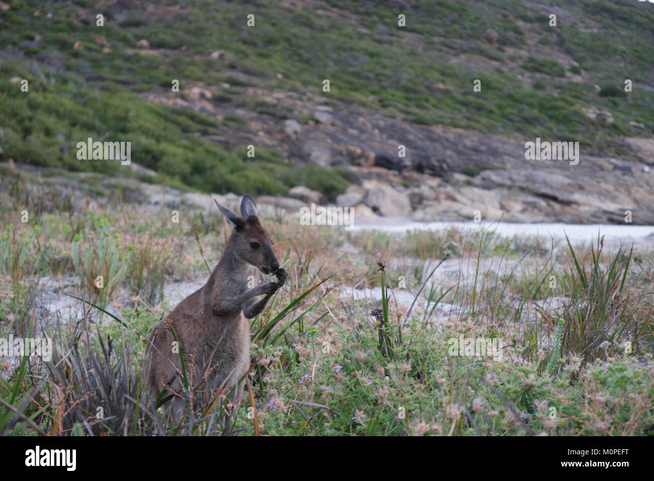 Cape Le Grand National Park in Western Australia is a protected natural ...