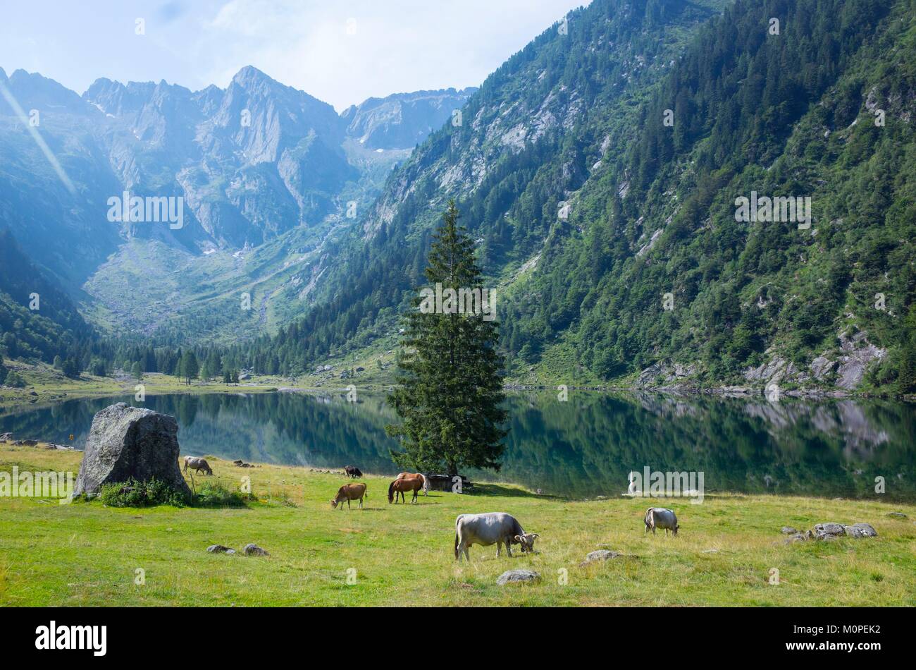 Cama Animal High Resolution Stock Photography and Images - Alamy