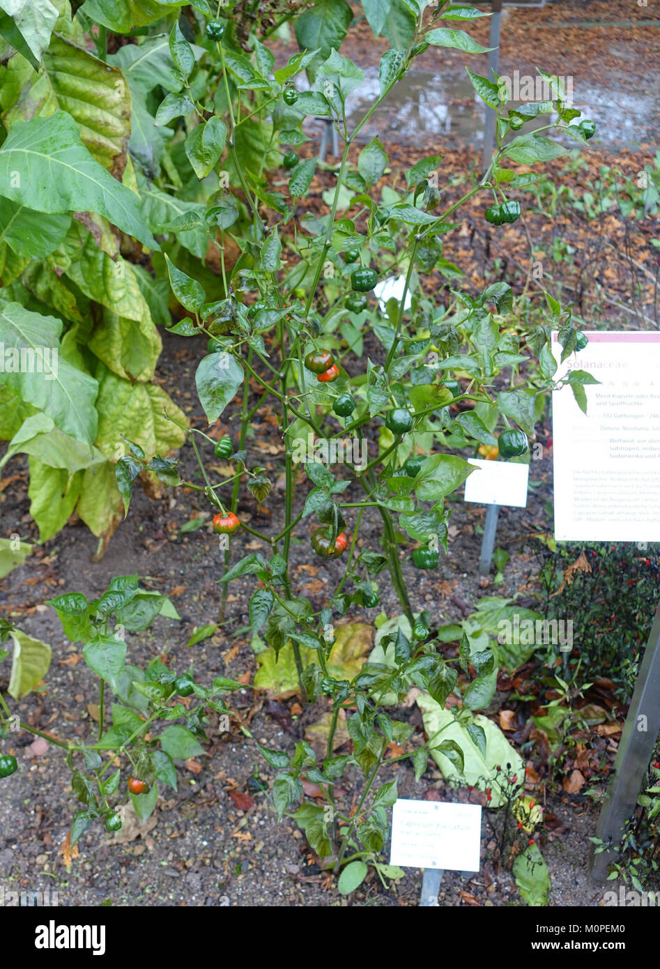 Capsicum baccatum, also known as the Aji pepper, is a species of chili ...