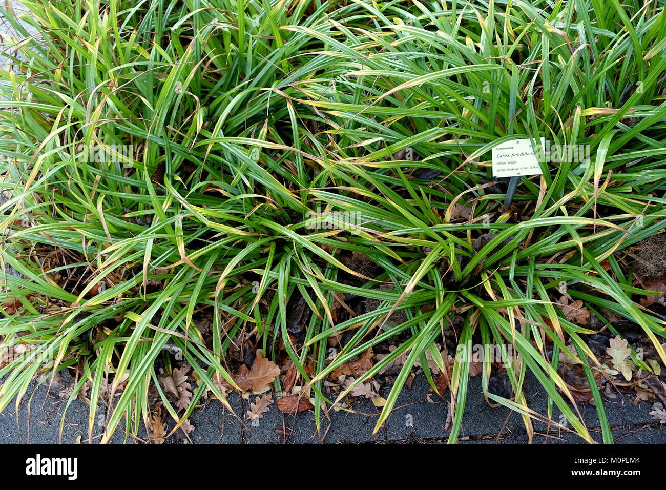 Sedge grass identification hi-res stock photography and images - Alamy