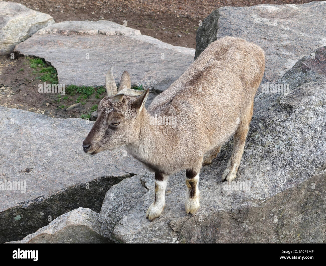 Capra falconeri, the wild goat species native to the mountainous ...