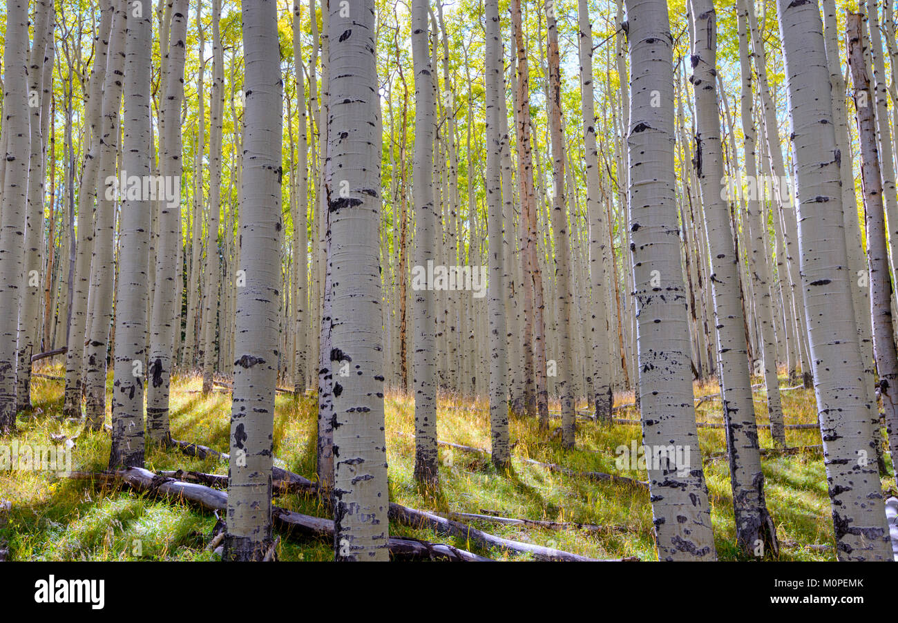 Aspen woodlands hi-res stock photography and images - Alamy