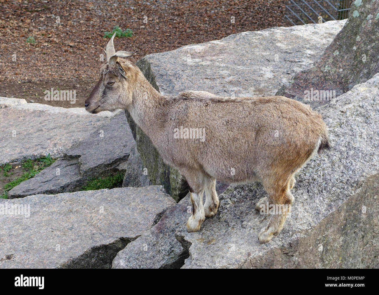 Capra falconeri, also known as the markhor, is a species of wild goat ...