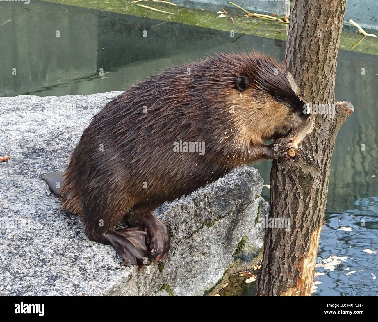 This image showcases a North American beaver (Castor canadensis) at the ...