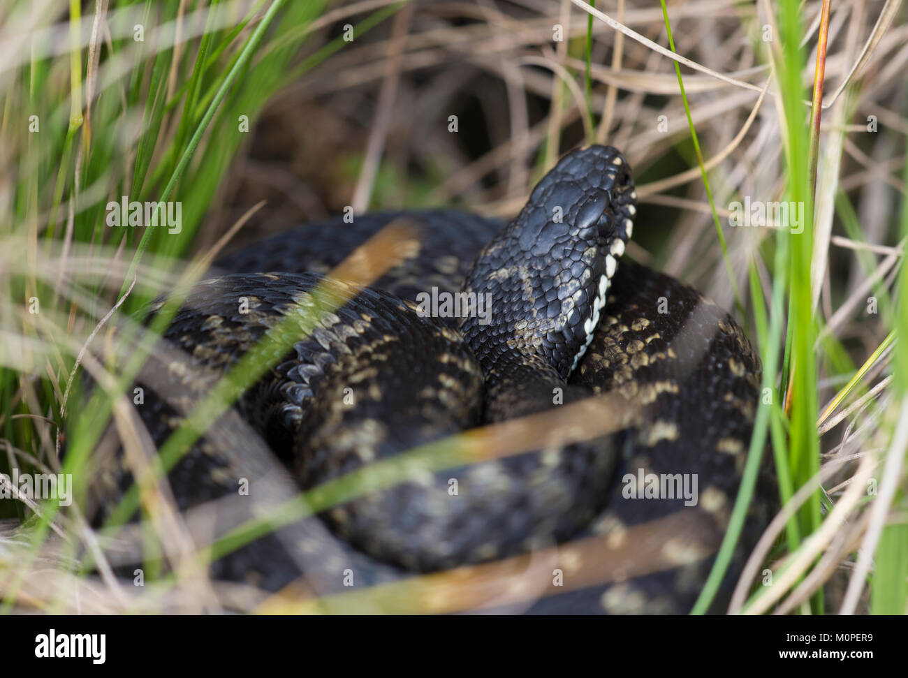 Male Adder Vipera berus curled up basking in grass in the Peak District ...