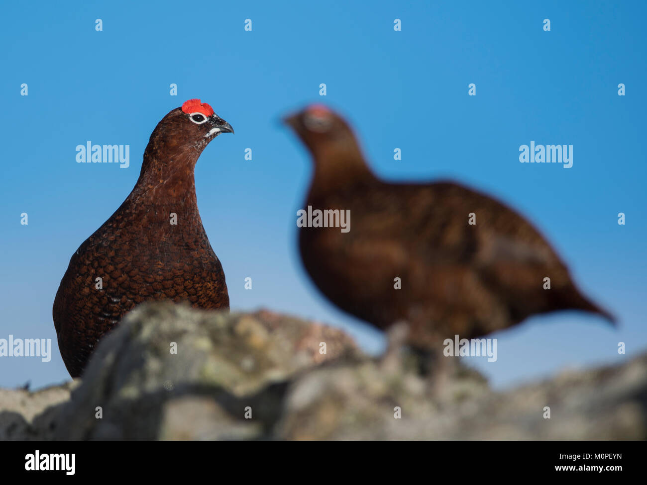 England moorland bird hi-res stock photography and images - Alamy