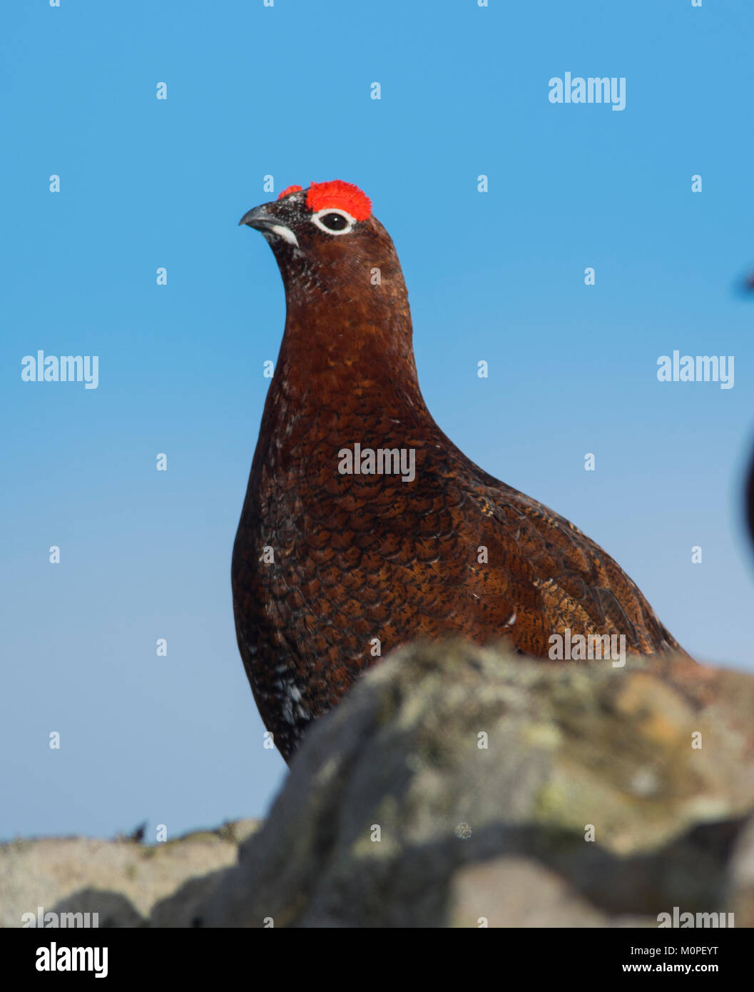 England moorland bird hi-res stock photography and images - Alamy