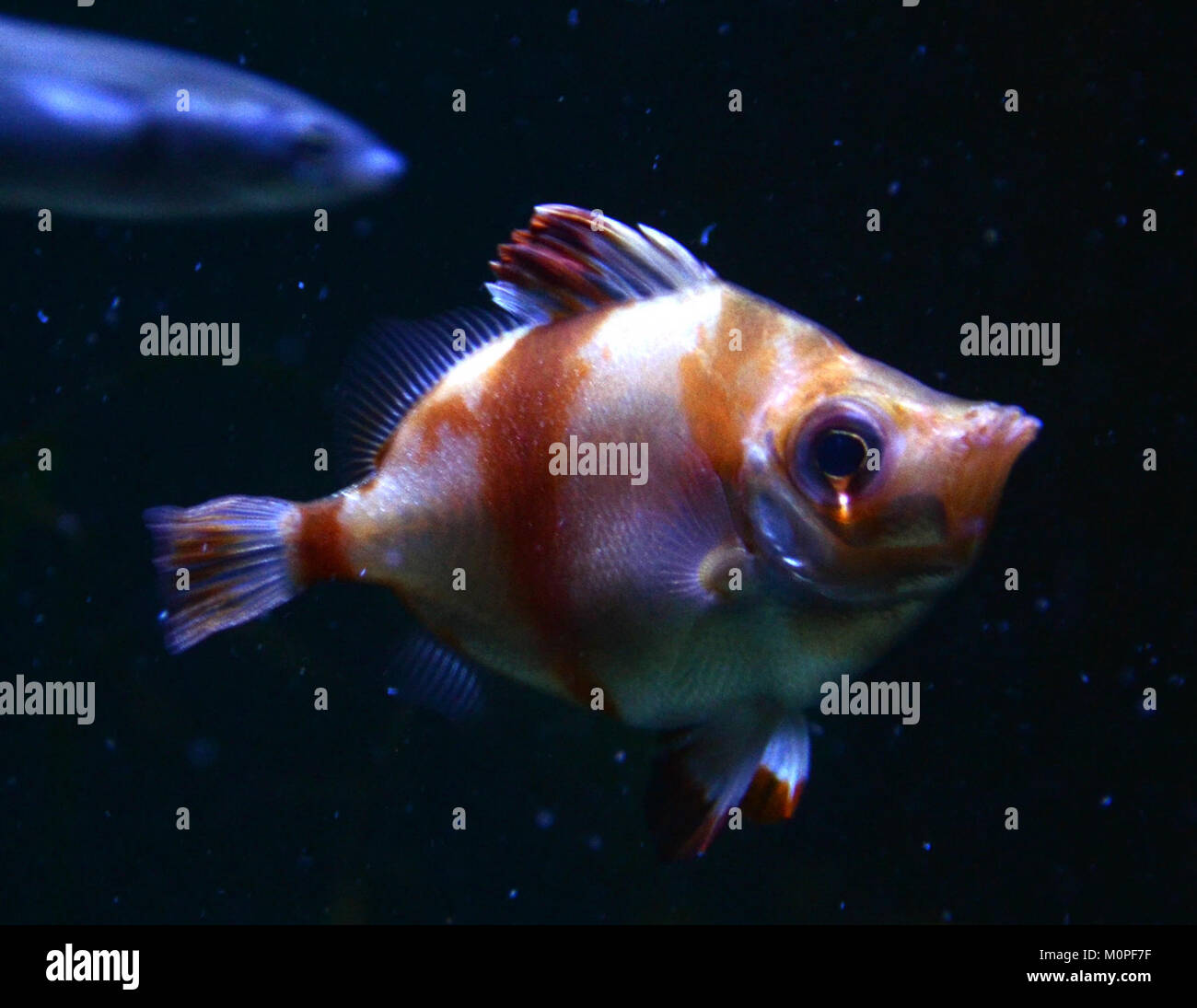 Ocean pout hi-res stock photography and images - Alamy