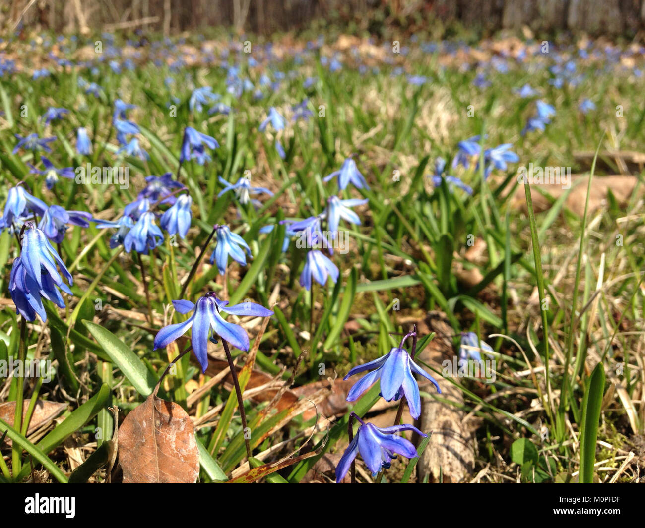 Cardiff Woods Park is a public park located in Cardiff, known for its ...