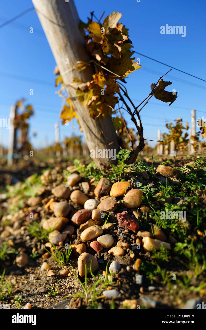 France,Gironde,Saint Estephe,the vineyards of Médoc,AOC Saint Estephe ...