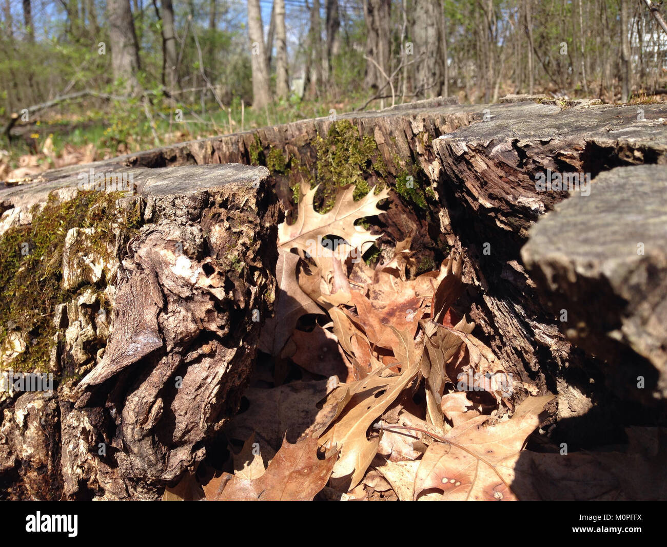 Native ohio trees hi-res stock photography and images - Alamy