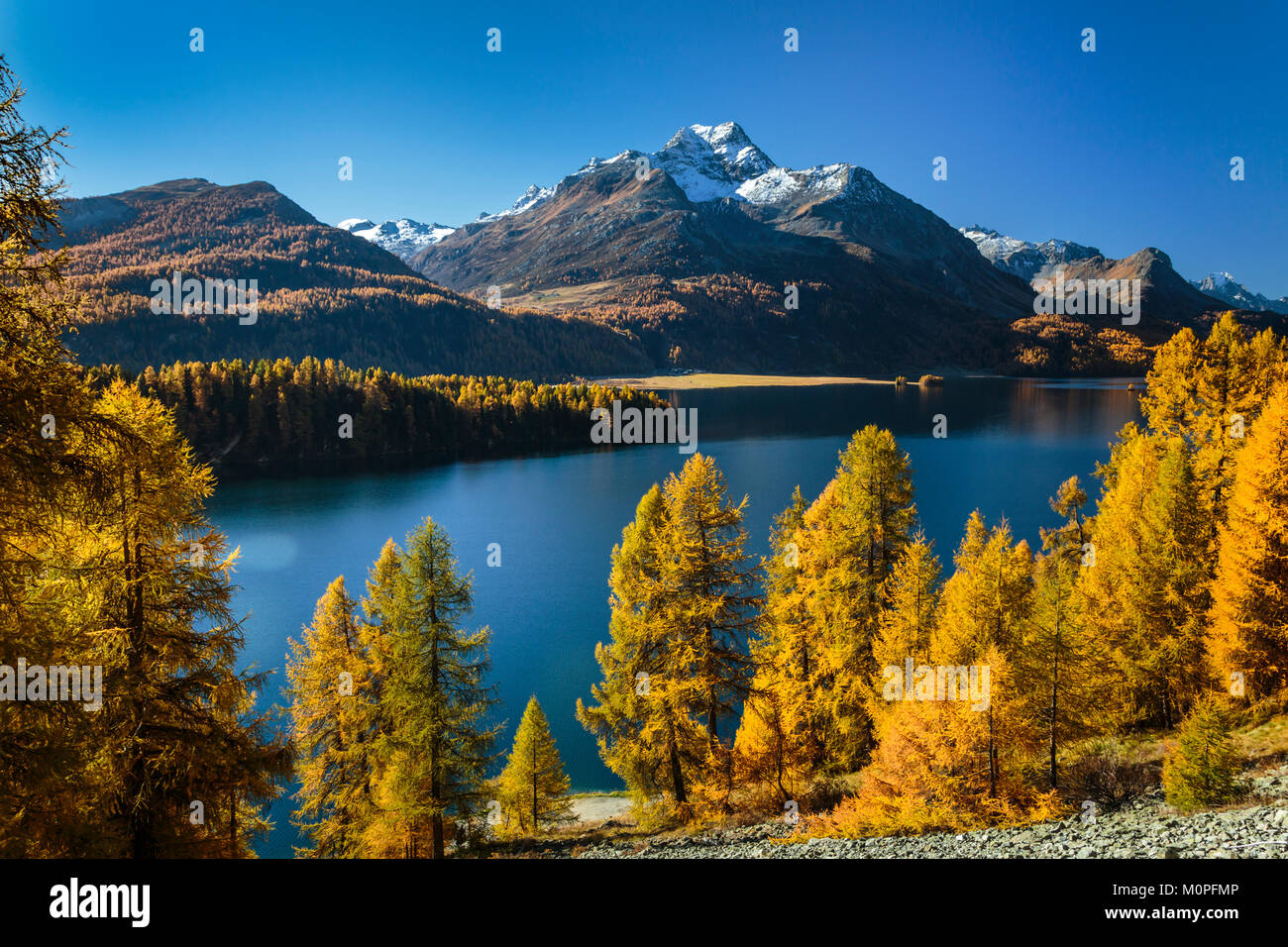 Fall foliage color in the larch trees in the Engadine Valley, Graubuden ...