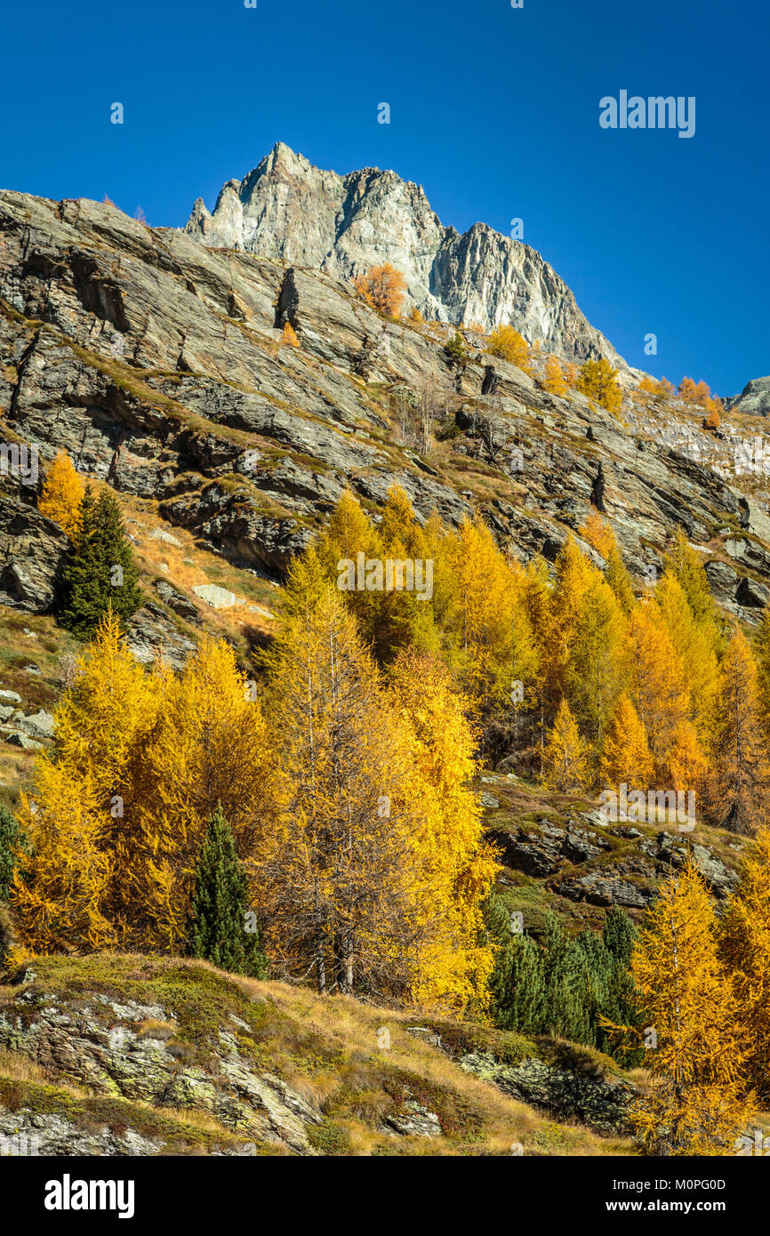 Fall foliage color in the larch trees in the Engadin Valley, Graubuden ...