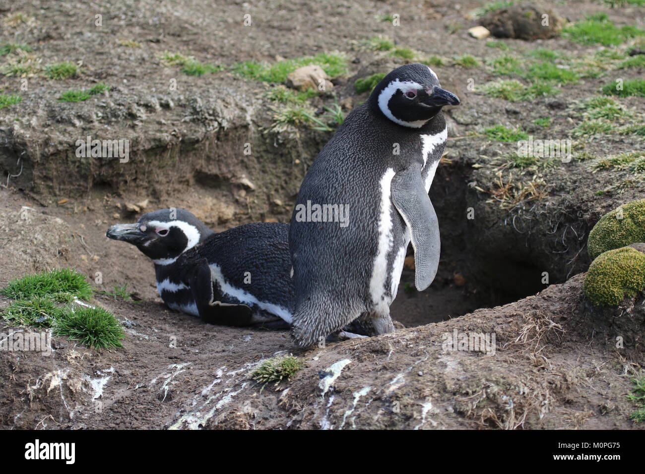 Banded penguins hi-res stock photography and images - Alamy
