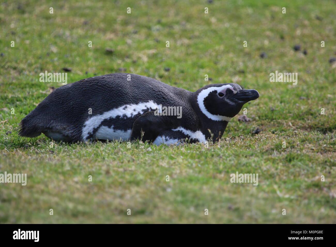 Banded penguins hi-res stock photography and images - Alamy