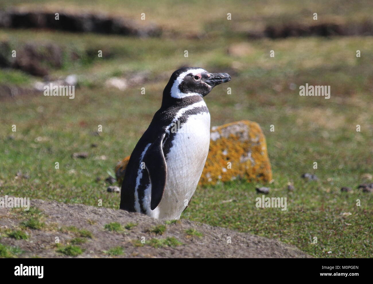 Banded penguin hi-res stock photography and images - Alamy
