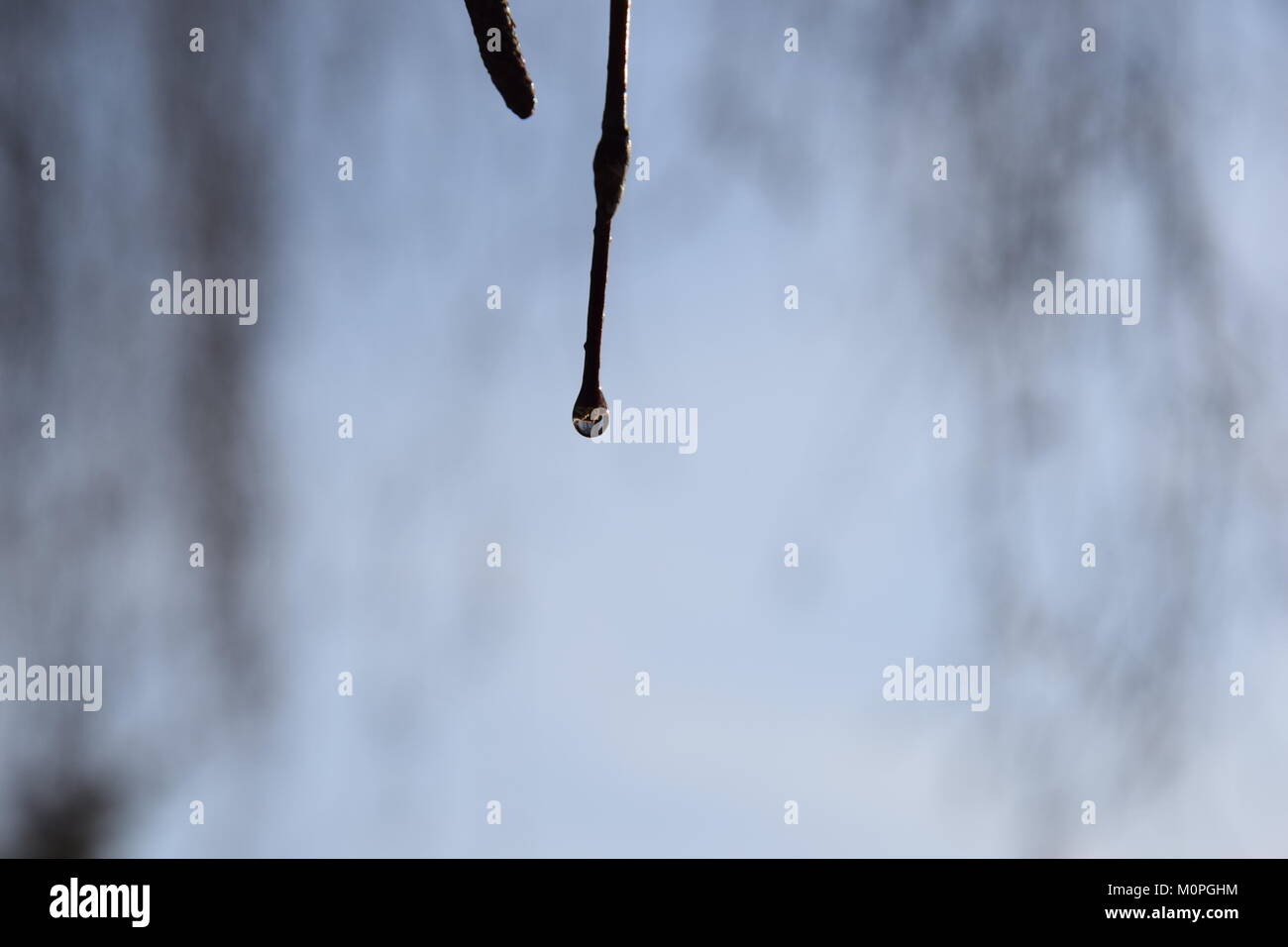 Water drop from tree with reflection Stock Photo - Alamy
