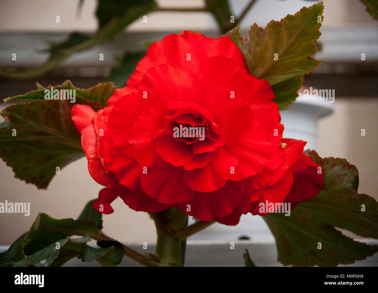 Red Kimjongilia begonia in the Kimilsungia and Kimjongilia exhibition ...