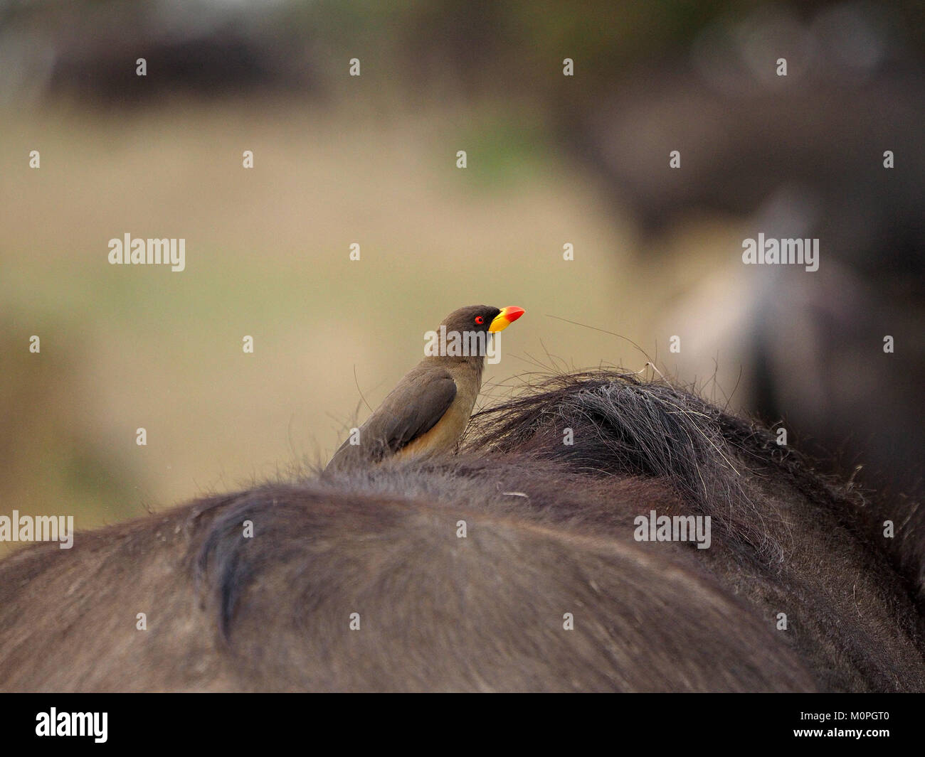 Yellow-billed Oxpecker (Buphagus africanus) perched on the back of host ...