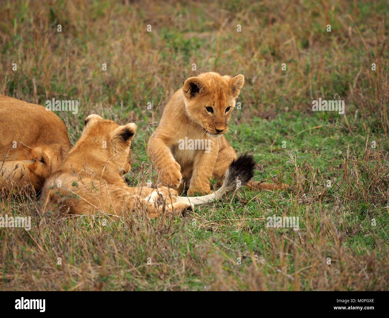 two young lion cubs (Panthera leo) play-fighting as part of growing up process on the plains of ...