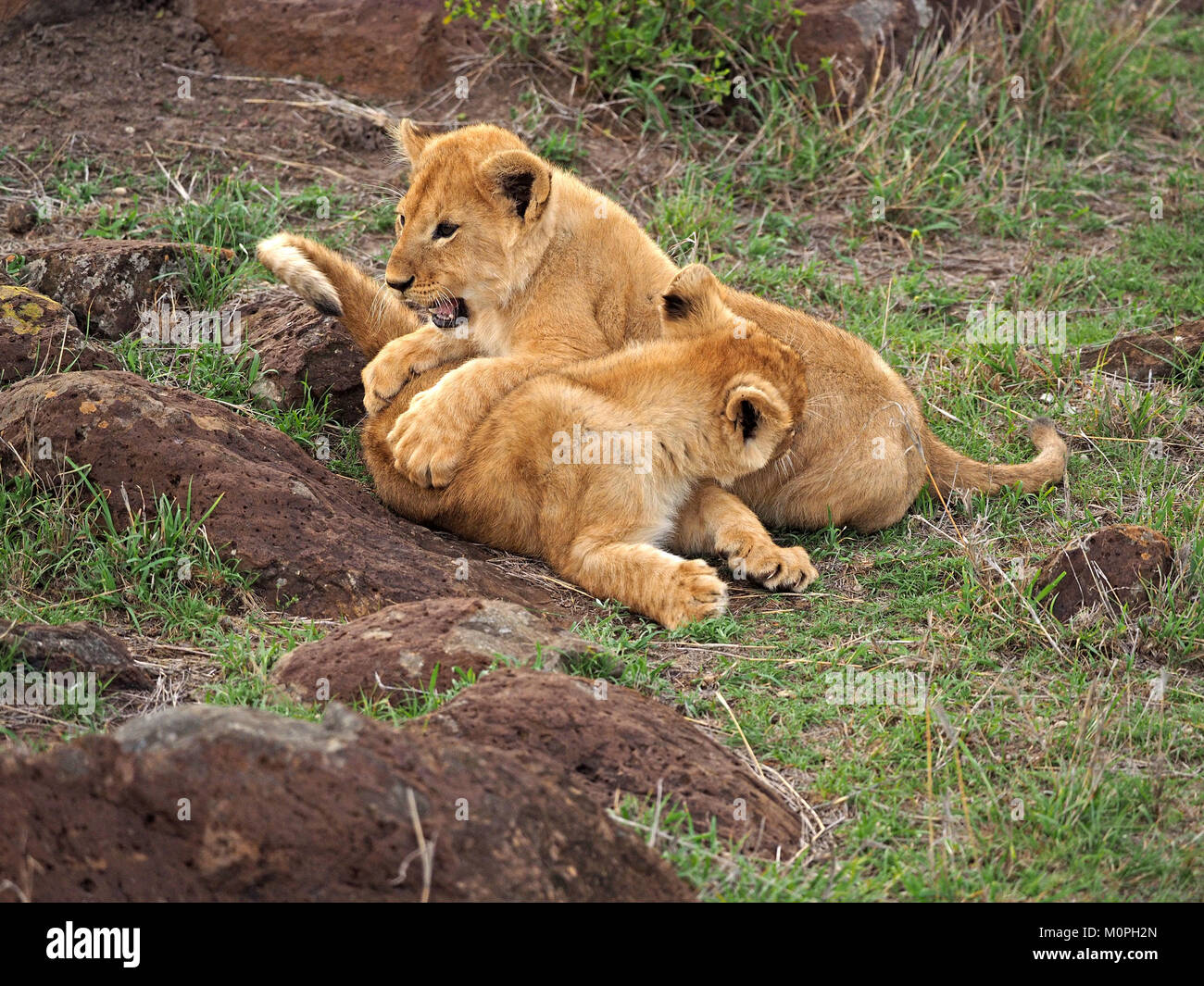 two young lion cubs (Panthera leo) play-fighting as part of growing up ...