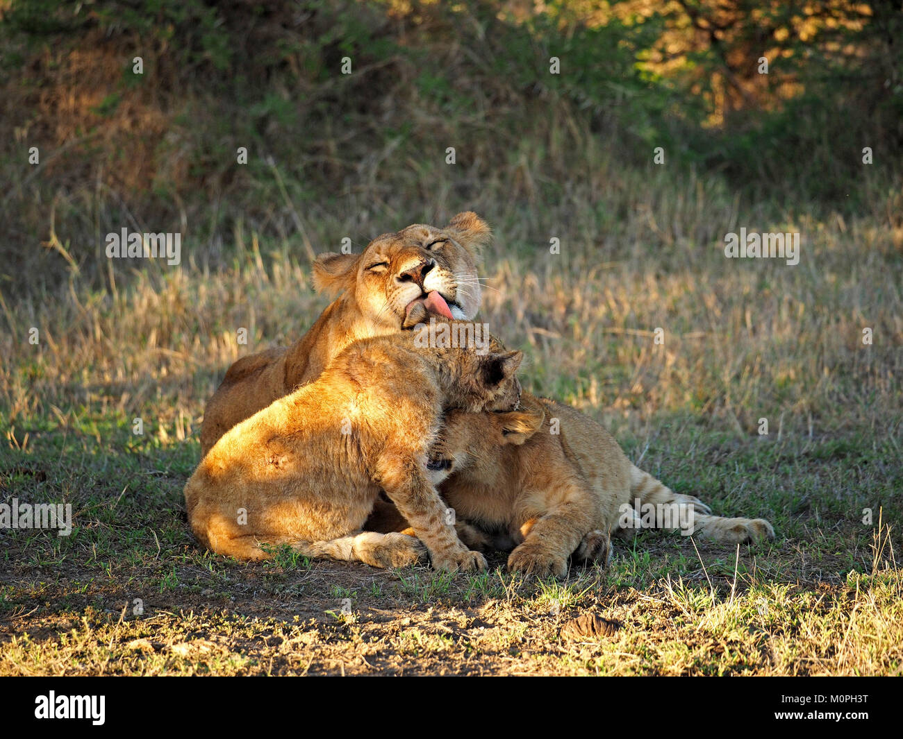 mother lioness grooming lion cub (Panthera leo) on short grass of ...