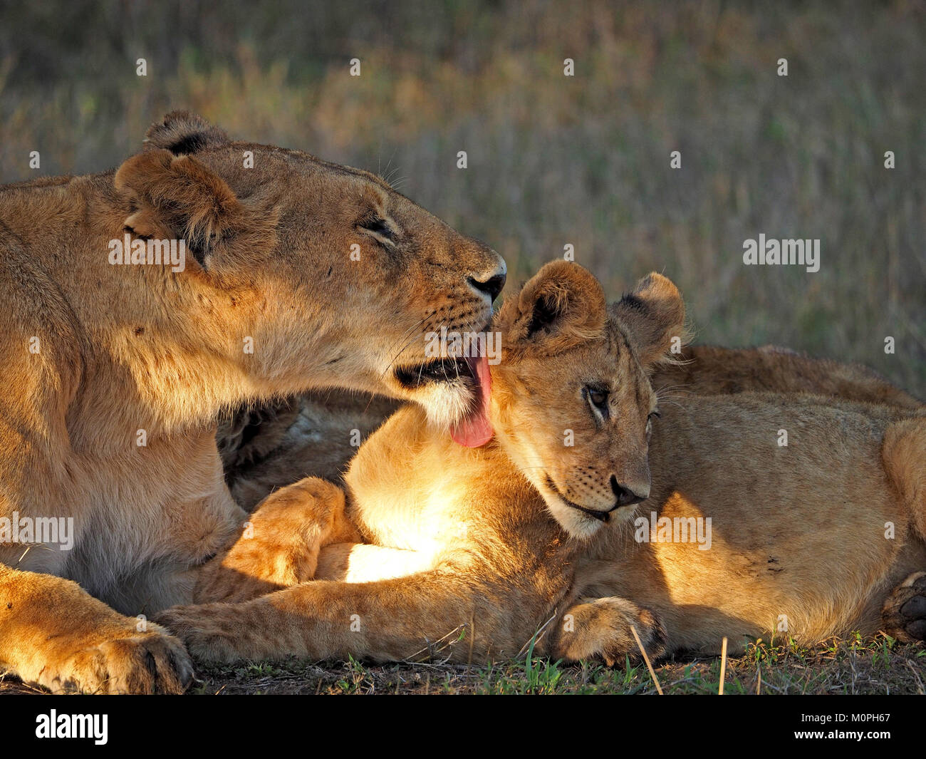 mother lioness grooming lion cub (Panthera leo) on short grass of ...