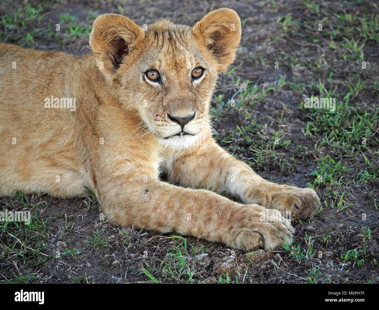 close-up of single lion cub (Panthera leo) with golden eyes staring ...