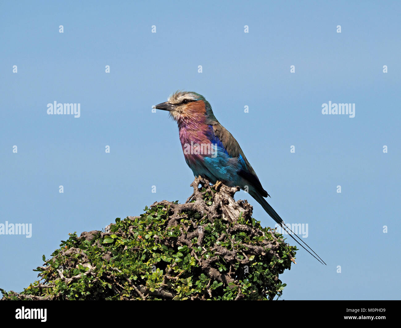 Lilac-breasted Roller (Coracias caudatus) with beautiful plumage ...