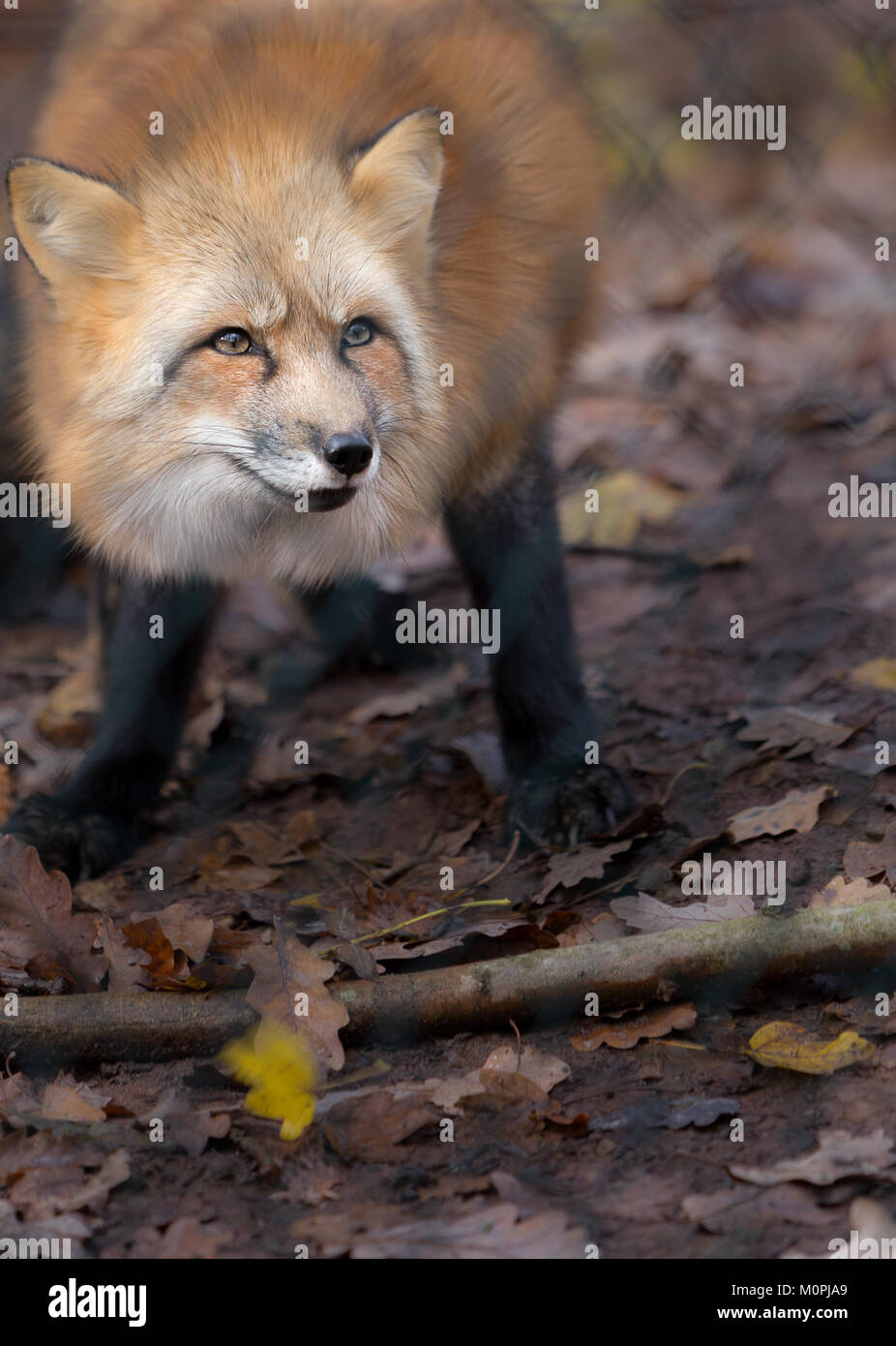 Beautiful portrait of a fox in the forest Stock Photo - Alamy