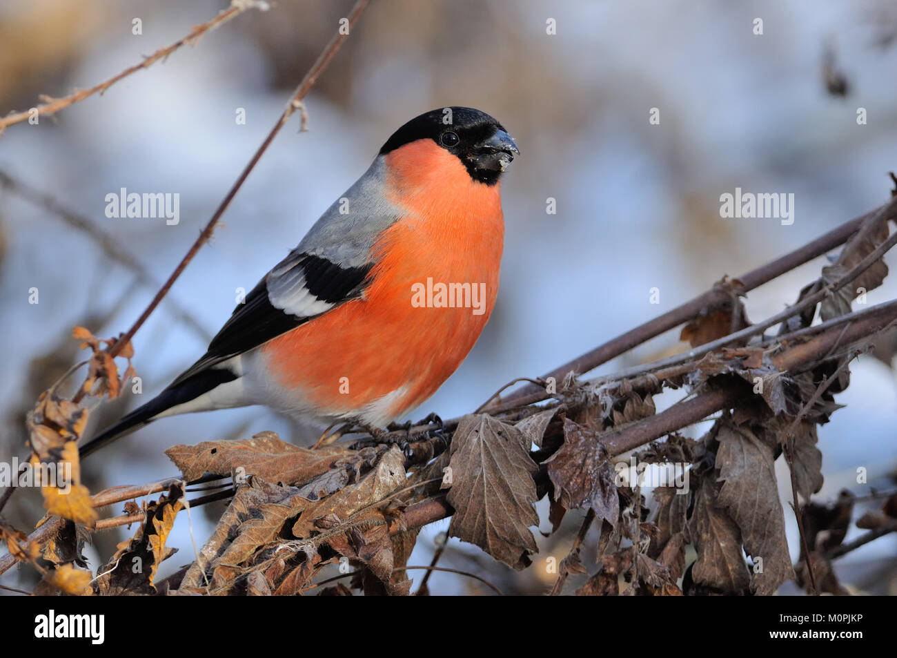 Eurasian (common) bullfinch (Pyrrhula pyrrhula) in the rays of the ...