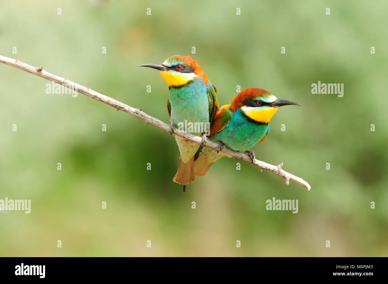 Two European bee-eater sit side by side, a sweet couple looks like a ...