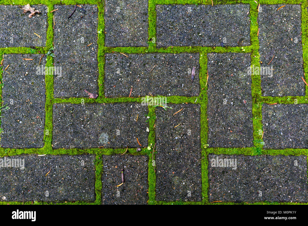 pedestrian tile with moss growing through the joints Stock Photo - Alamy