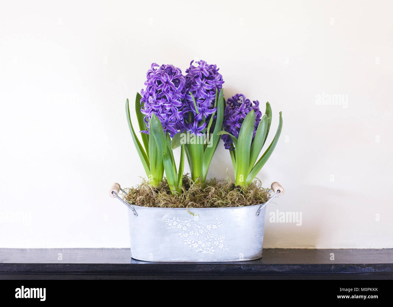 Dutch hyacinth pot hi-res stock photography and images - Alamy