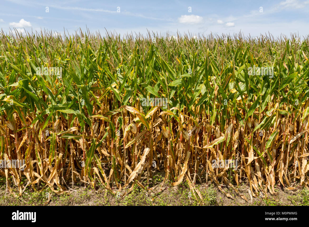 Mature corn/maize in a field with a sunny blue sky background, Maryland ...