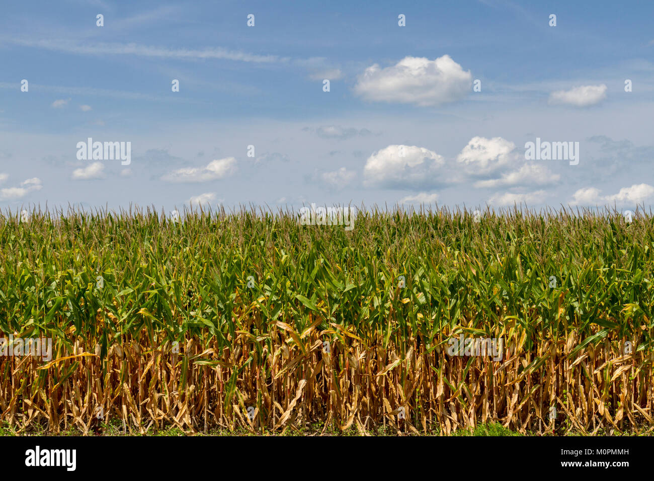 Mature corn/maize in a field with a sunny blue sky background, Maryland ...
