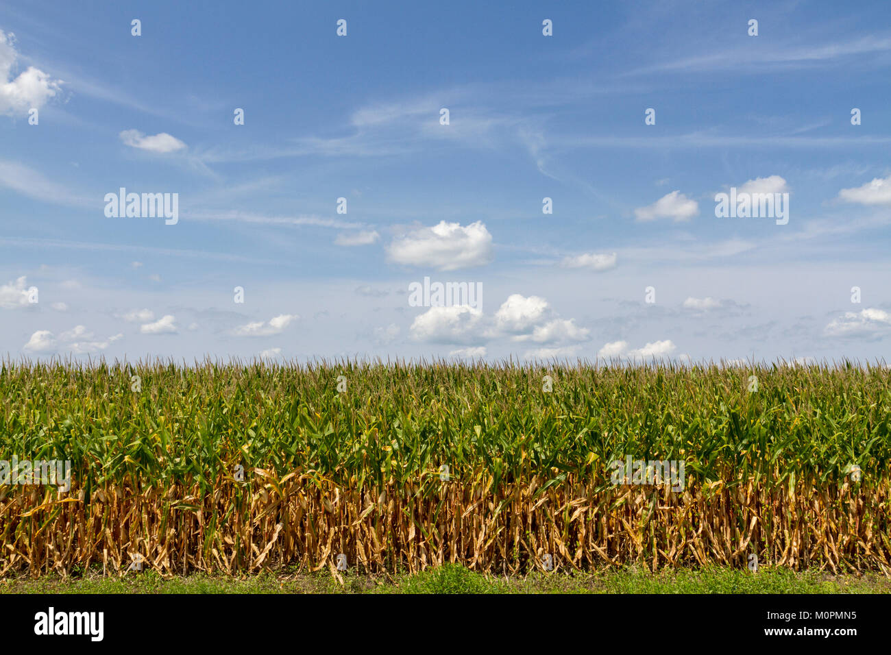 Mature corn/maize in a field with a sunny blue sky background, Maryland ...