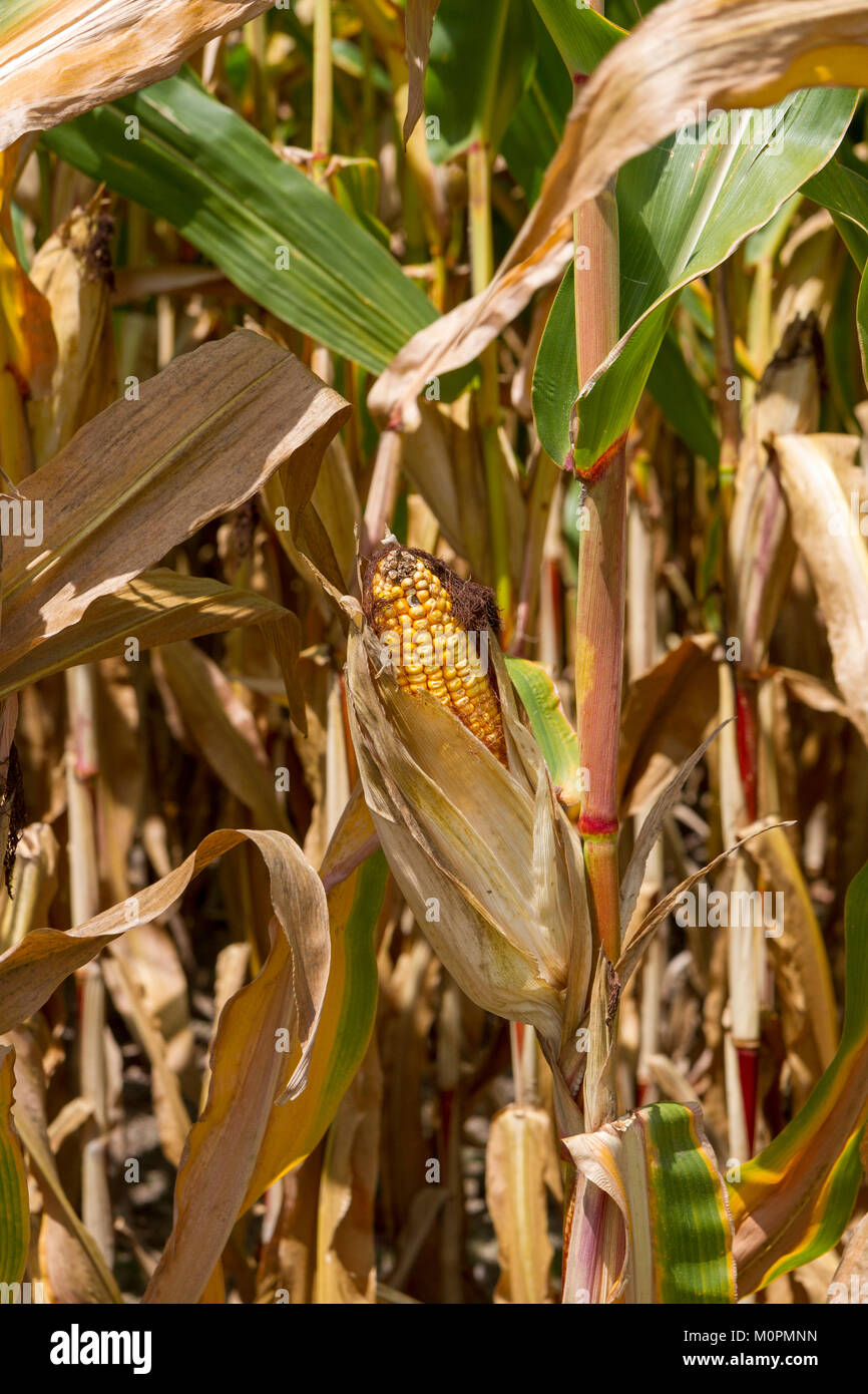 Maryland farming hi-res stock photography and images - Alamy