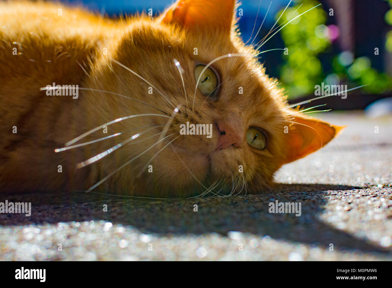 Cute red cat with big whisckers enjoing hot sun lights in garden Stock ...