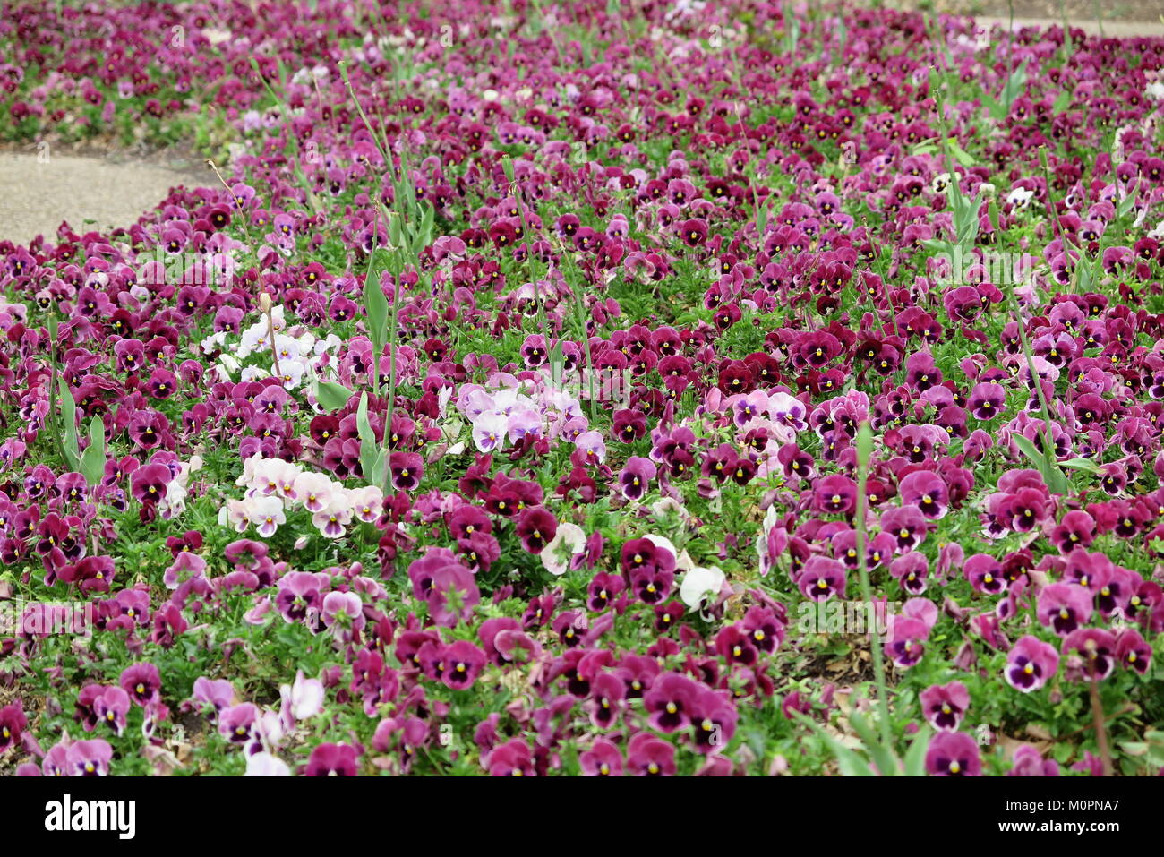 Botanic Gardens Purple Flowers Stock Photo - Alamy