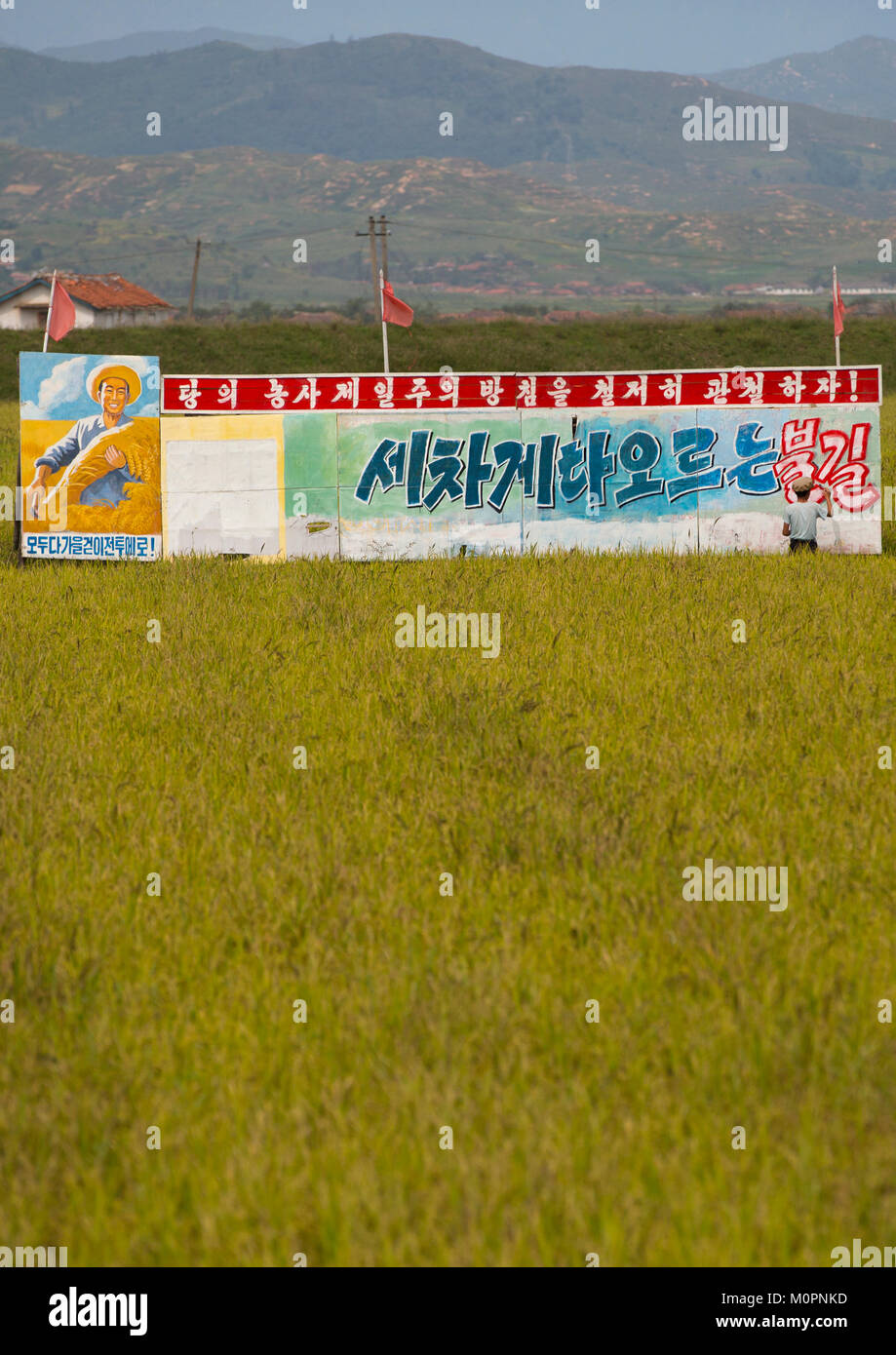 Man painting a propaganda billboard in a rice field, South Hamgyong ...