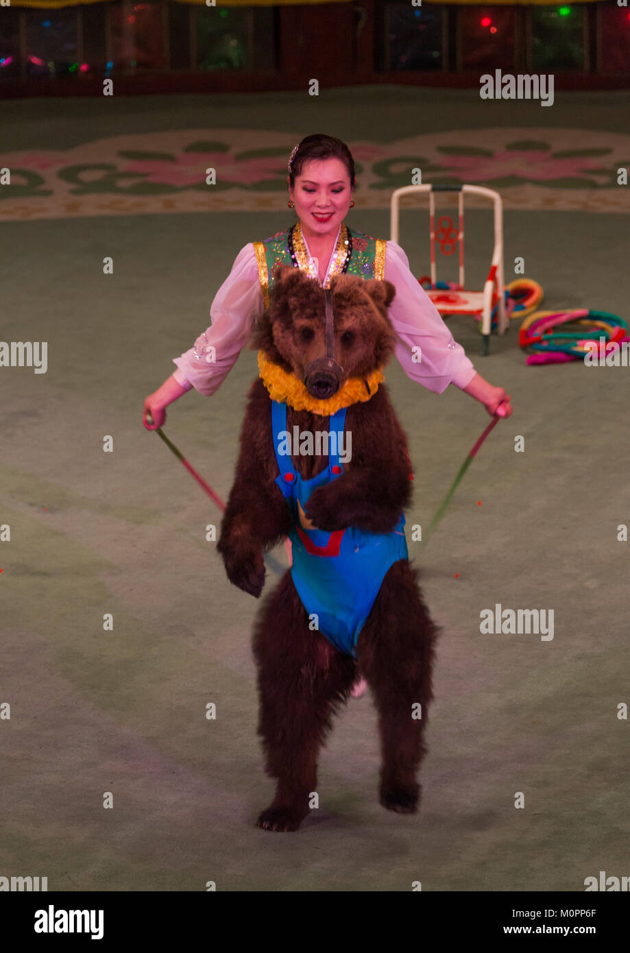 Performing bear in a circus, Pyongan Province, Pyongyang, North Korea ...